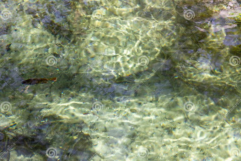River Fish resting stock photo. Image of freshwater - 175883470