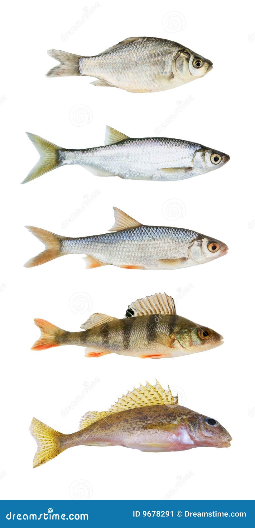 River Fish Collection Isolated Stock Image - Image of fish, color: 9678291
