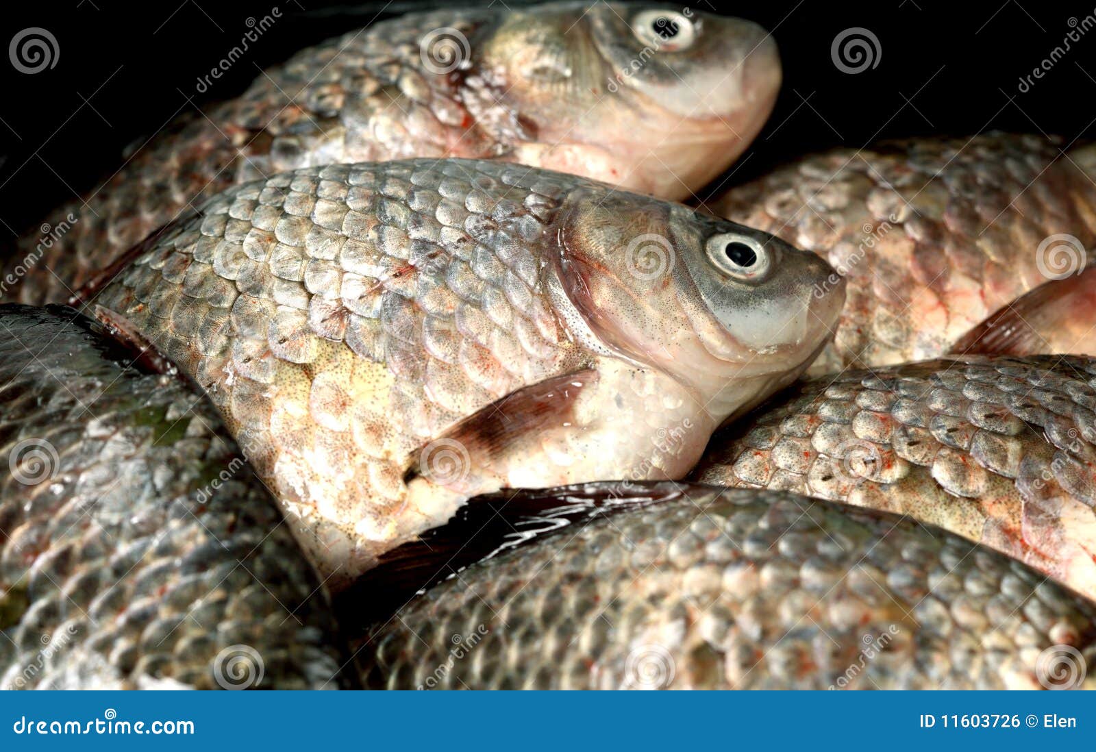 River Fish Crucian ( Carp ) Stock Photo - Image of fishes, crucian ...