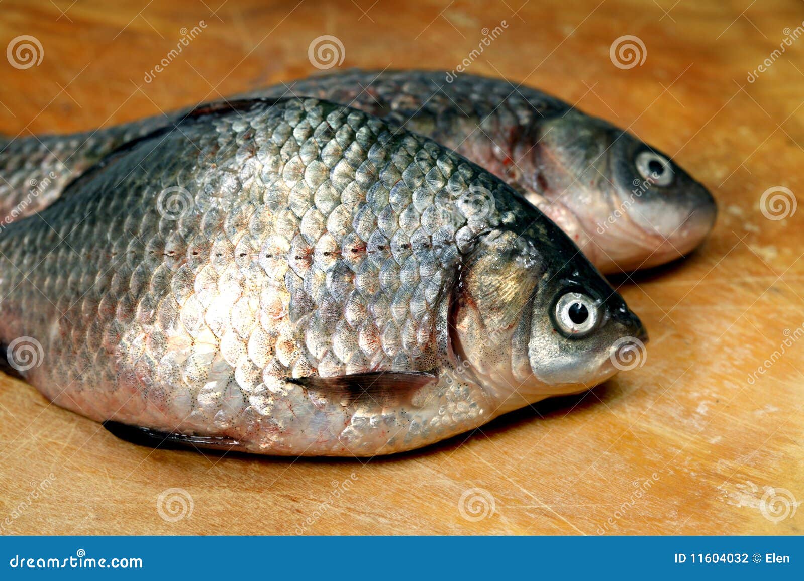 River Fish Crucian ( Carp ) Stock Photo - Image of food, crude: 11604032