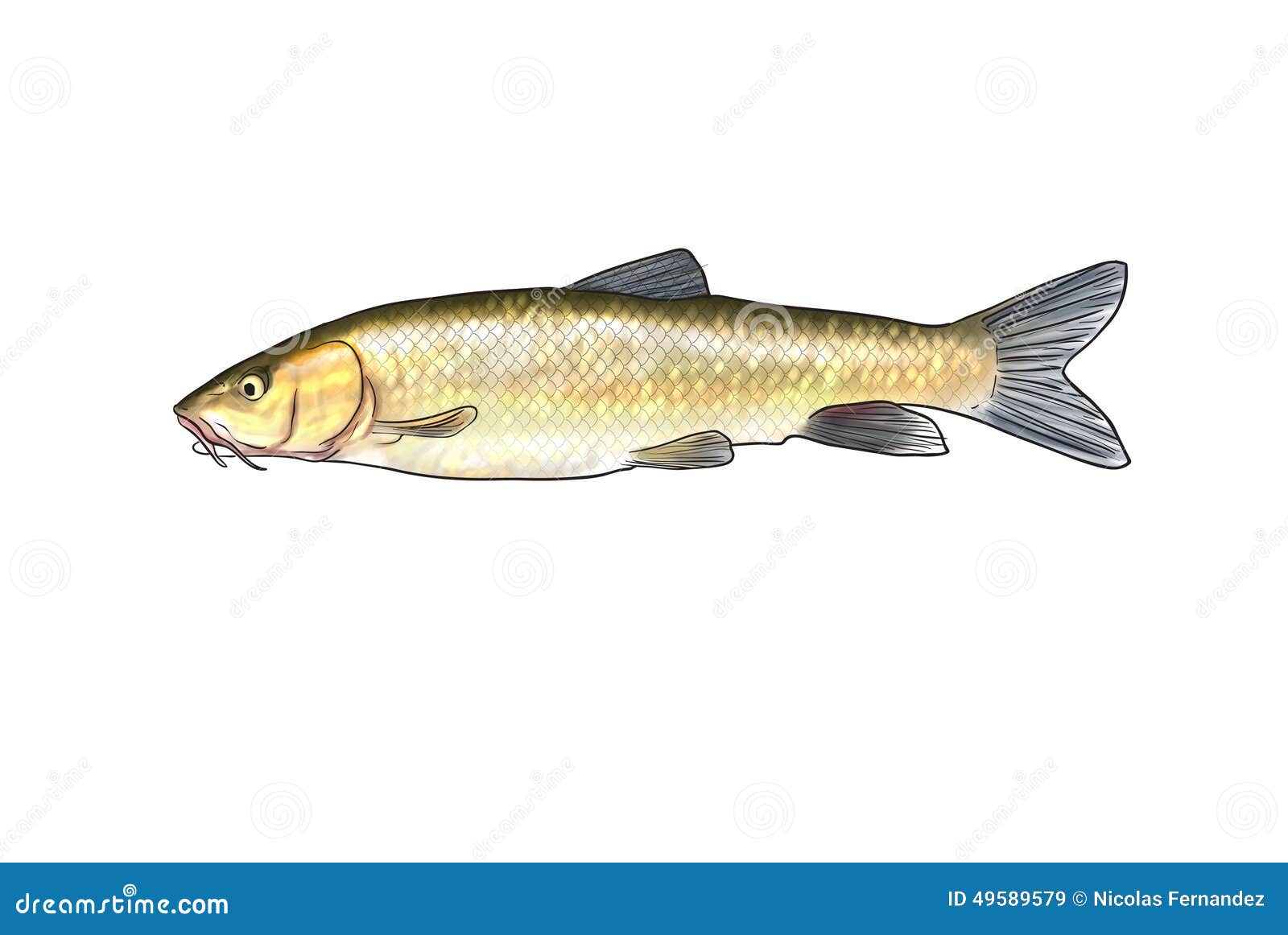 Fish Barbel Vector Illustration | CartoonDealer.com #31272918