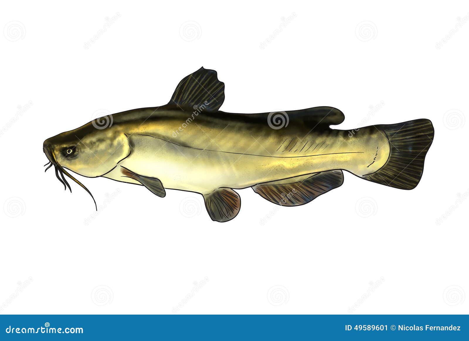 White Bullhead Ameiurus Catus Or White Catfish Freshwater Fish Cartoon ...