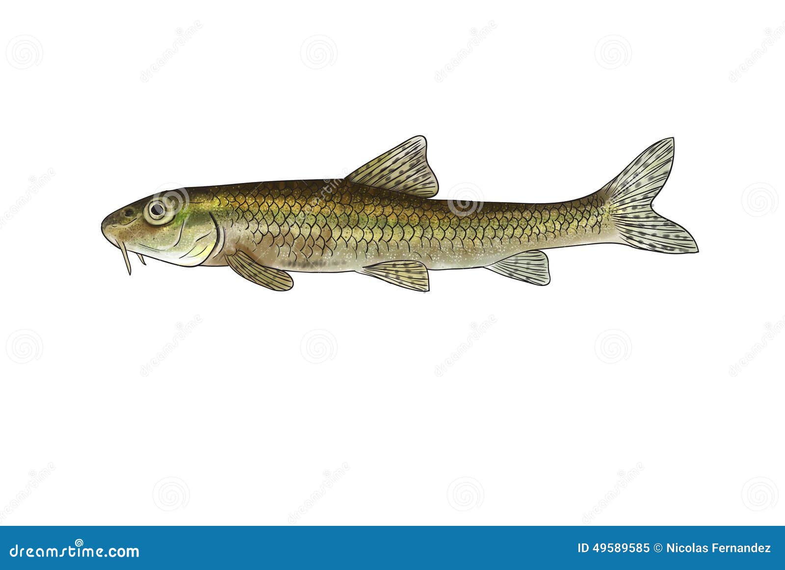 River fish stock illustration. Illustration of angling - 49589585