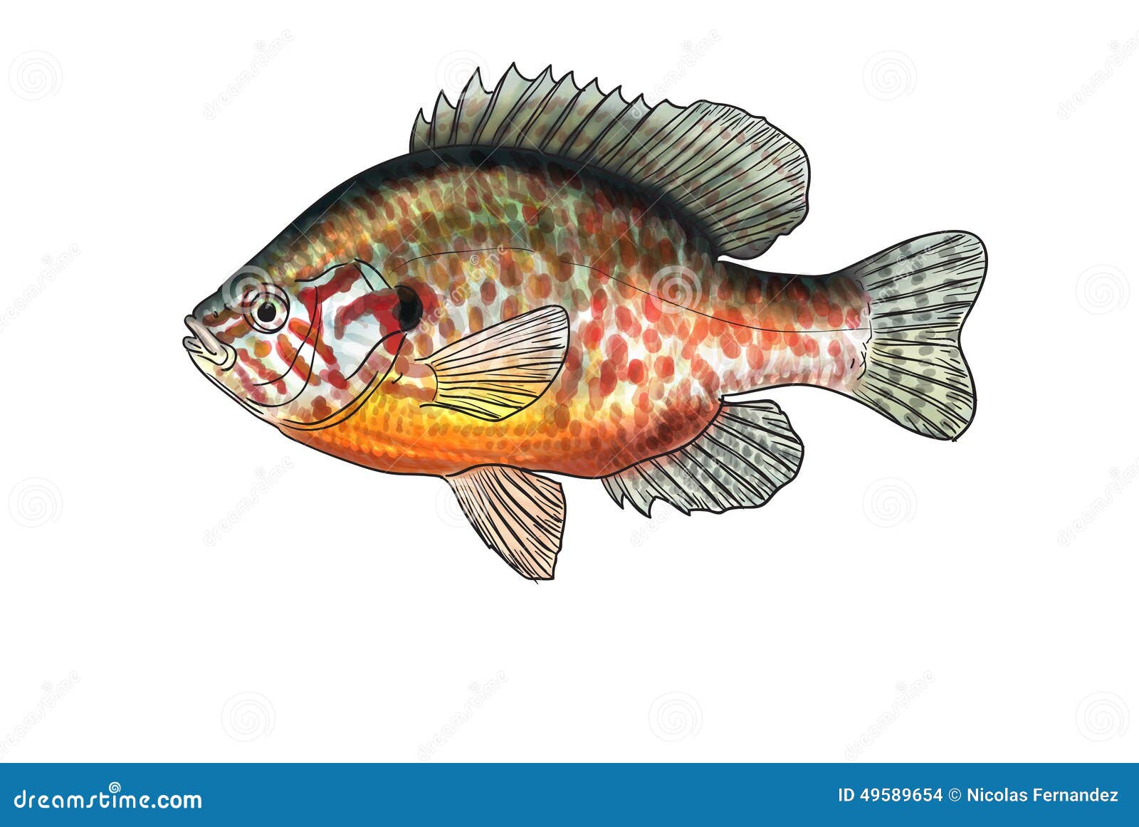 River fish stock illustration. Illustration of fish, fresh - 49589654