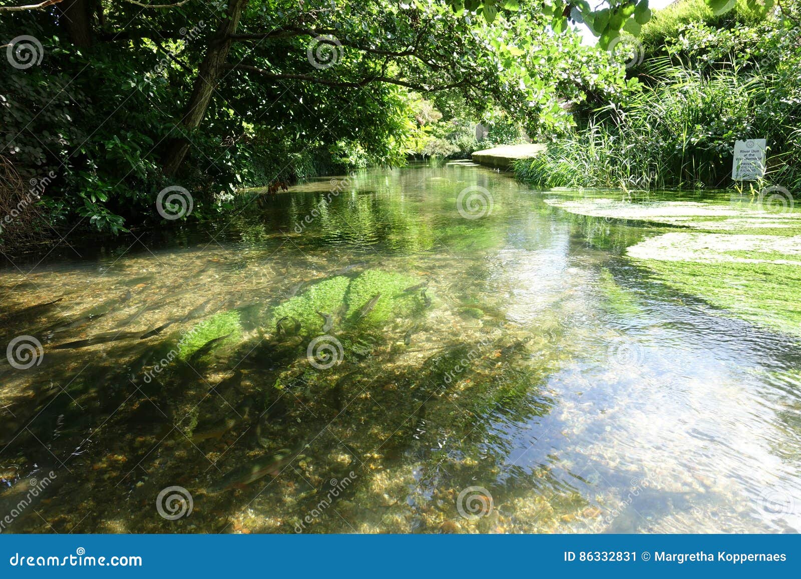 River with fish stock image. Image of watersieve, troutinriver - 86332831