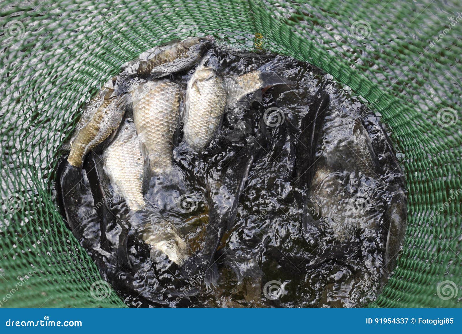 River Fish in a Green Plastic Grid in a Pond. Fish Catch. Carp and Carp ...