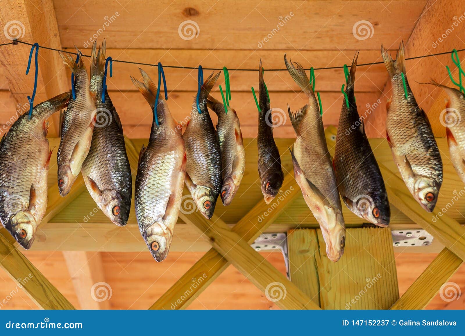 River Fish Hanging Upside Down Dried on a Rope Stock Image - Image of ...