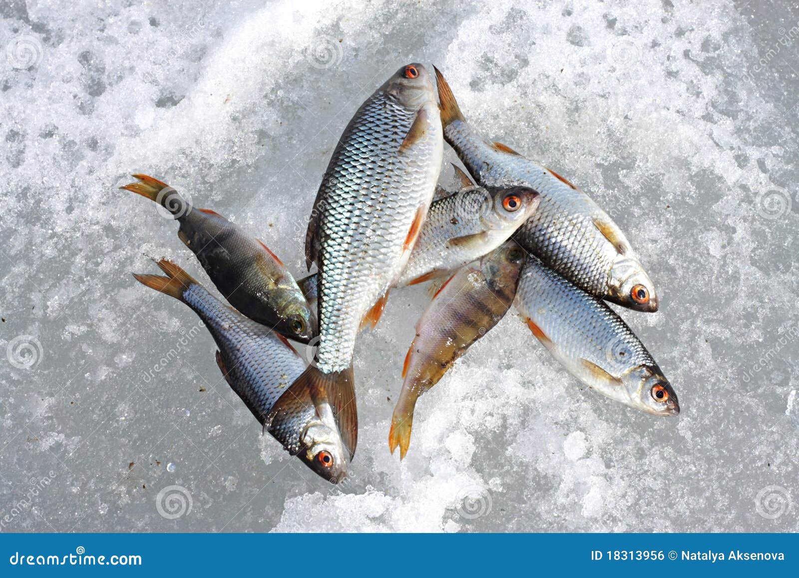 River Fish In A Plastic Bucket. Fish Catch. Carp And Carp. Weed Royalty ...