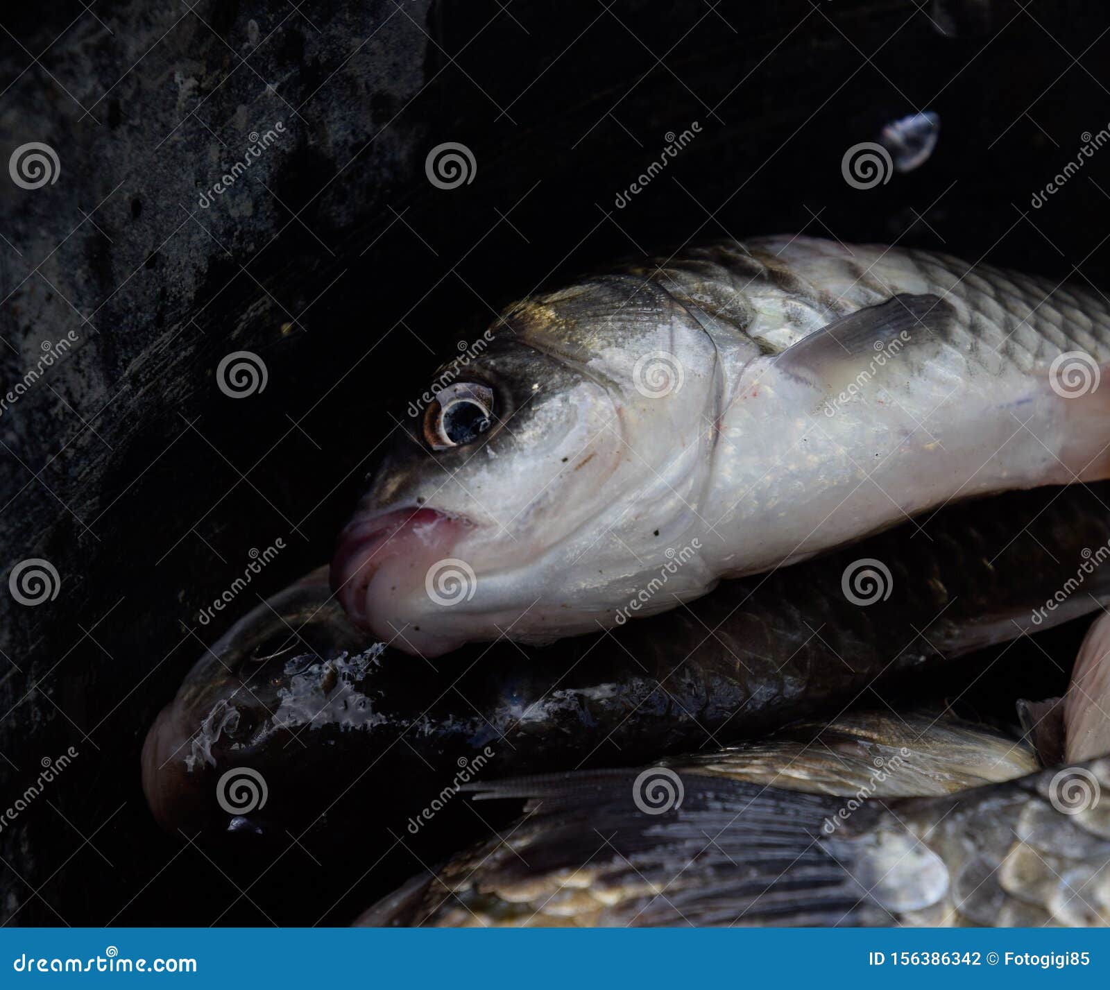 River Fish Photo. Fish Catch. Carp and Carp. Weed Fish Stock Photo ...