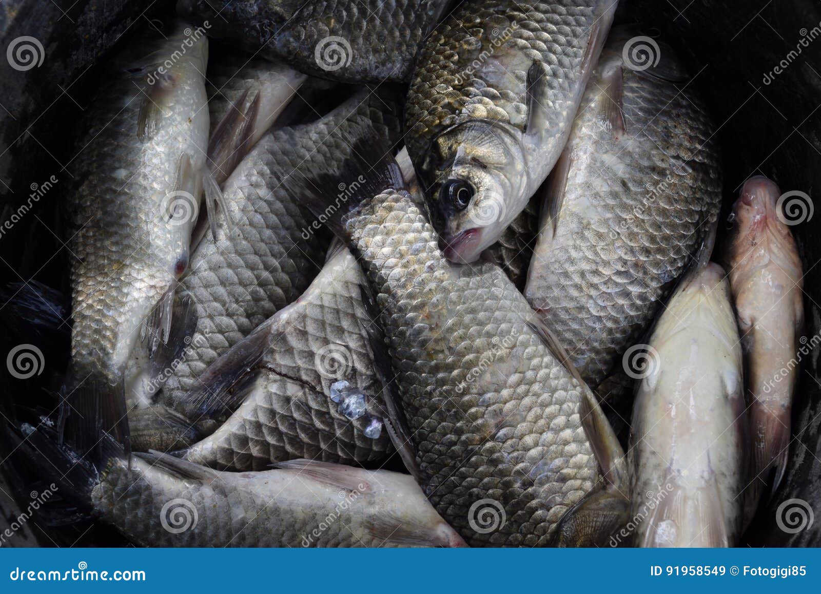 River Fish Macro Photo. Fish Catch. Carp and Carp. Weed Fish. Stock ...