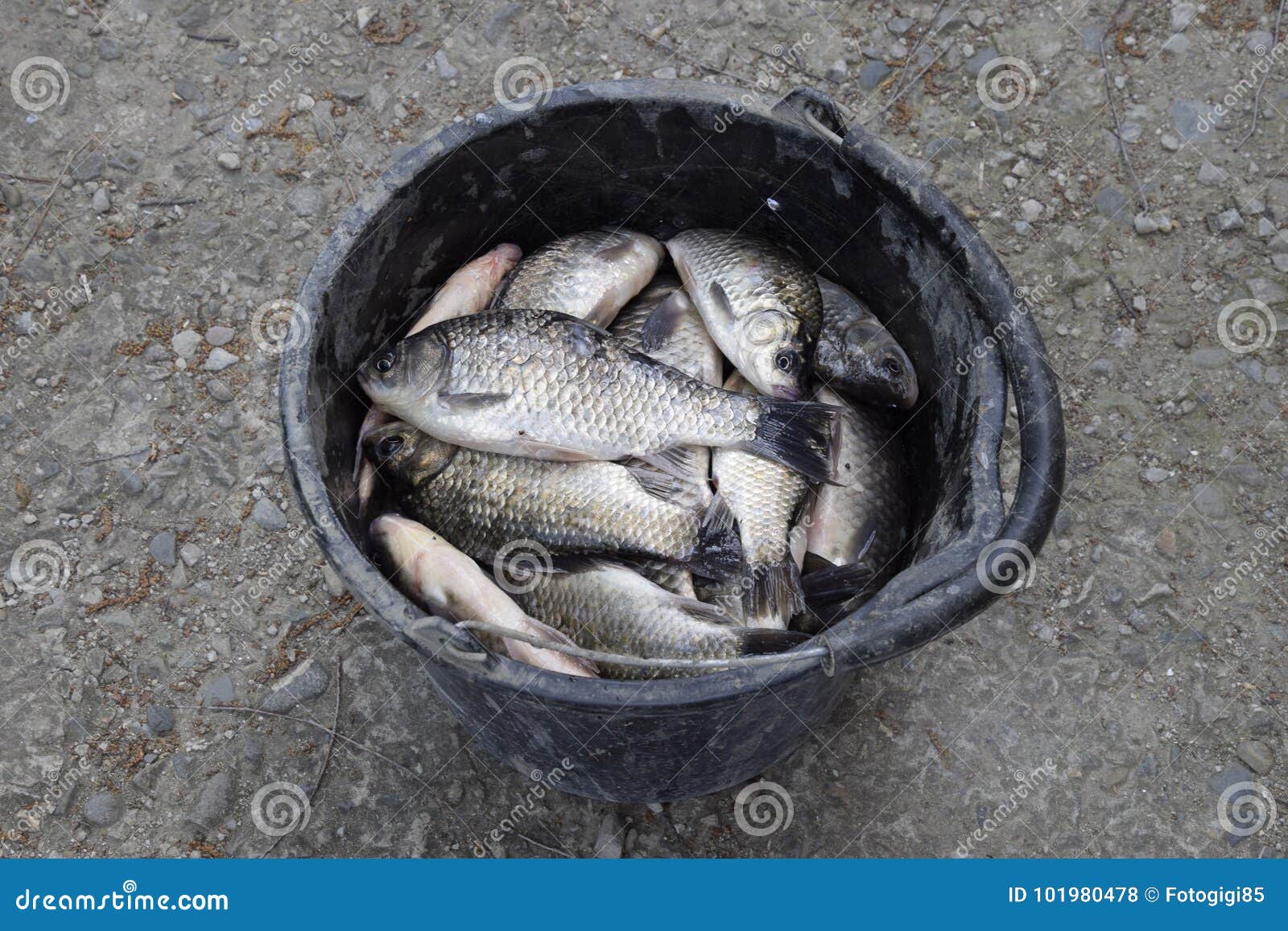 River Fish in a Plastic Bucket. Fish Catch. Carp and Carp Stock Photo ...