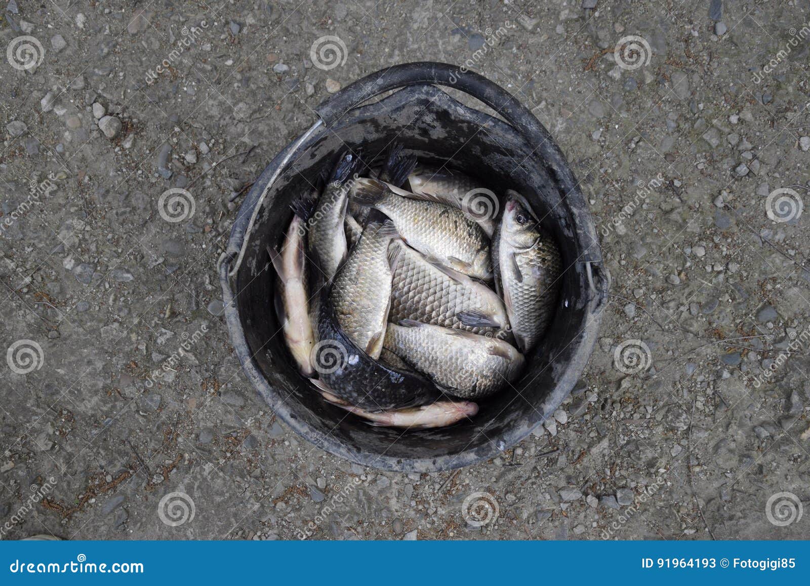 River Fish in a Plastic Bucket. Fish Catch. Carp and Carp. Weed Fish ...
