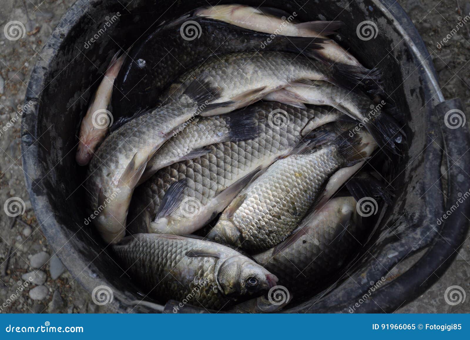 River Fish in a Plastic Bucket. Fish Catch. Carp and Carp. Weed Fish ...