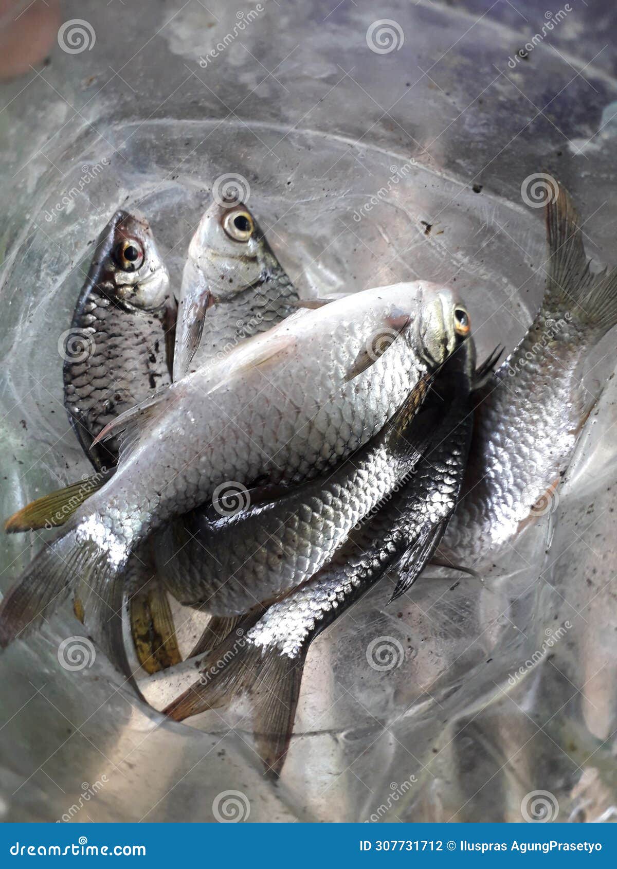 River Fish with Silver Scales in a Plastic Container Stock Photo ...
