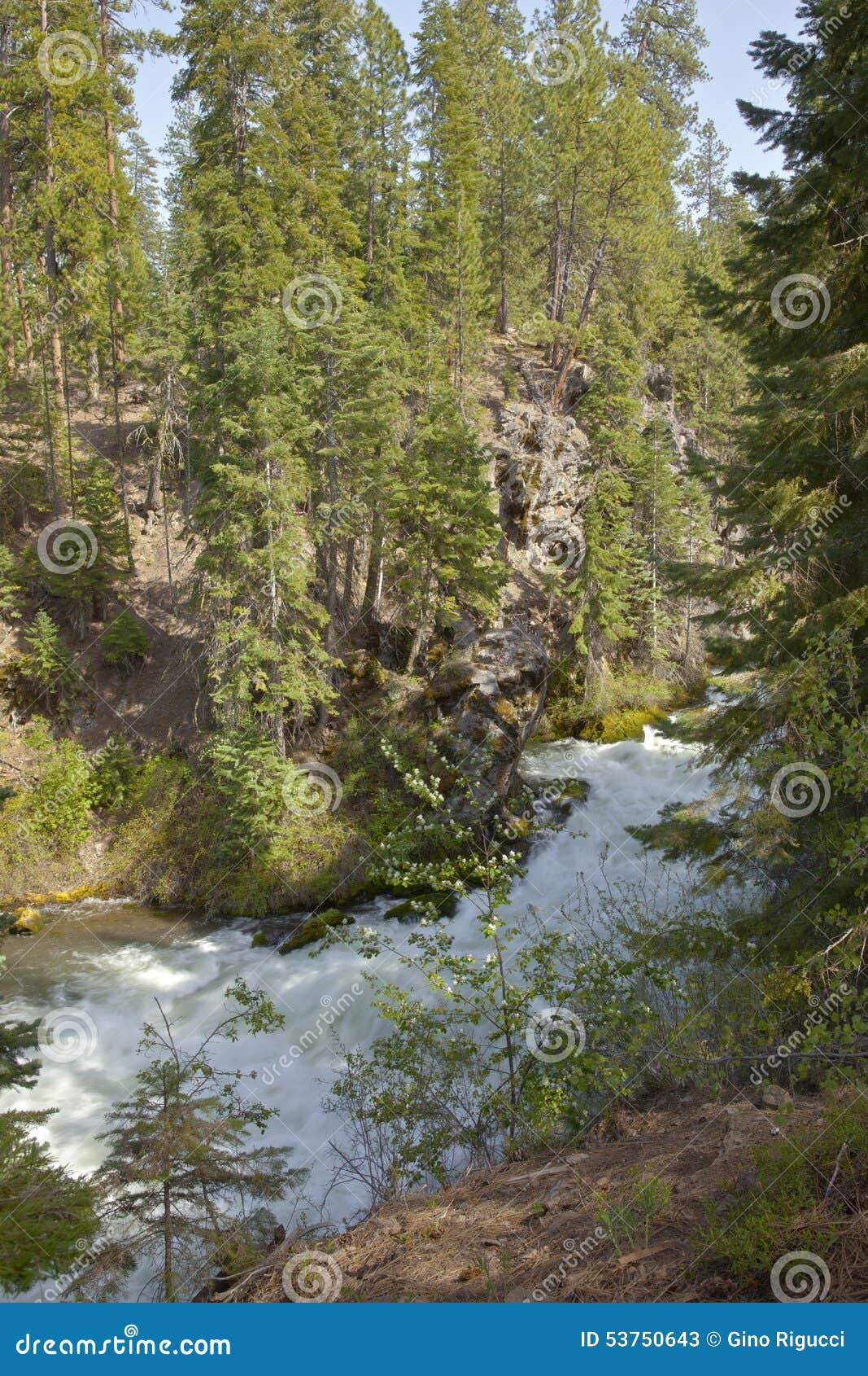 River Flow and Forest Central Oregon. Stock Image - Image of riverflow ...
