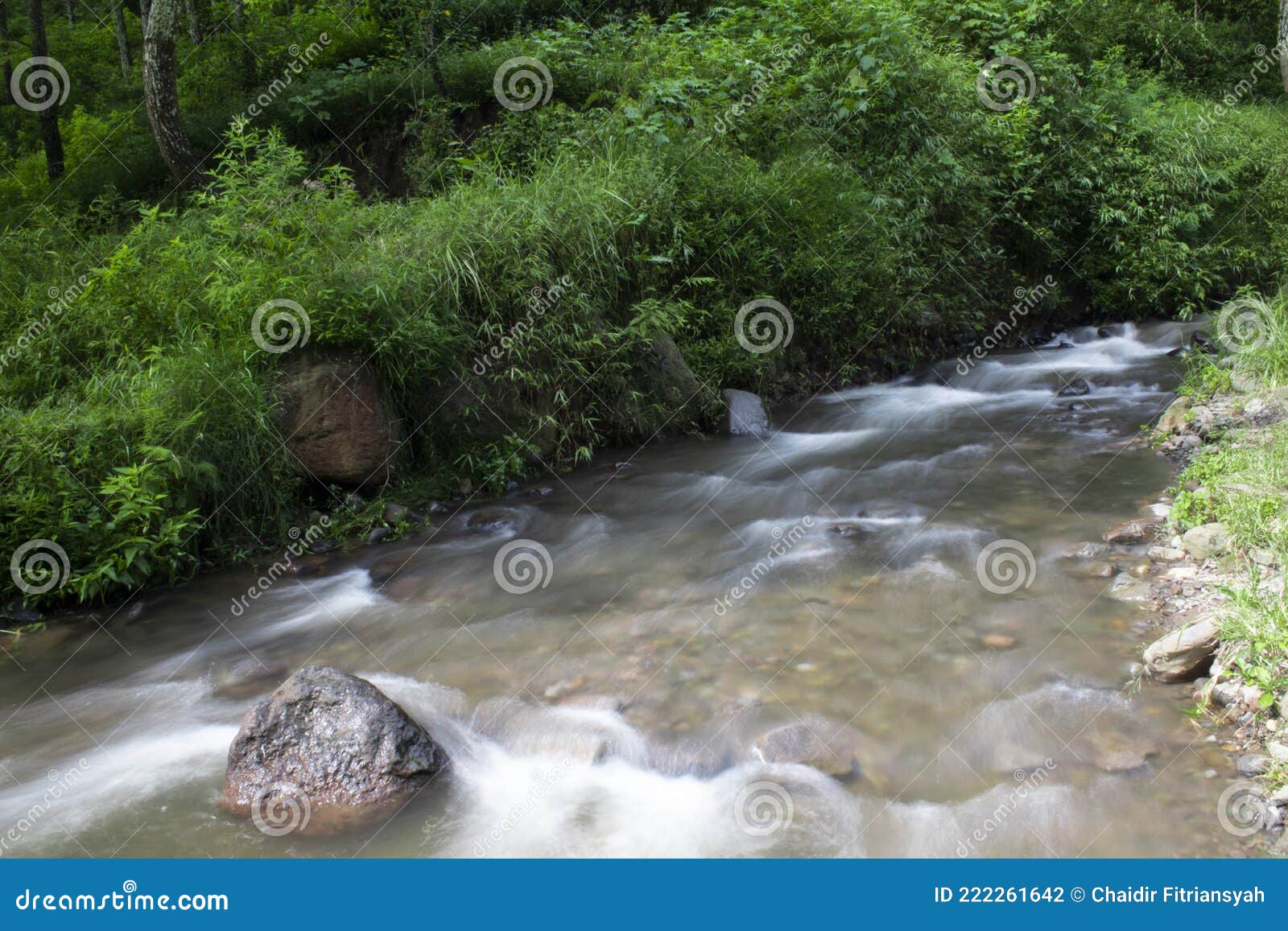 River flow in the forest stock photo. Image of green - 222261642