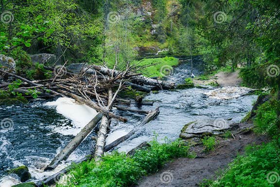River Flow in the Green Forest Stock Image - Image of stream, beautiful ...