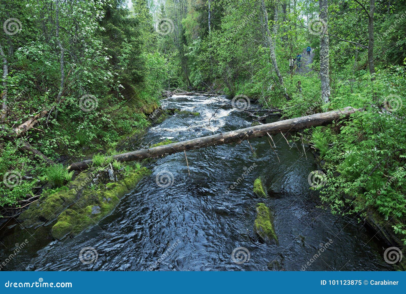 River Flow in the Green Forest Stock Image - Image of beautiful, summer ...