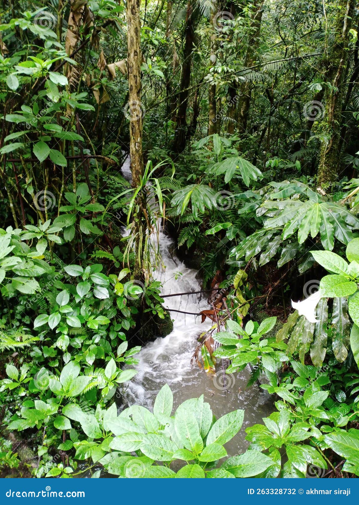 River flow stock photo. Image of green, forest, flow - 263328732