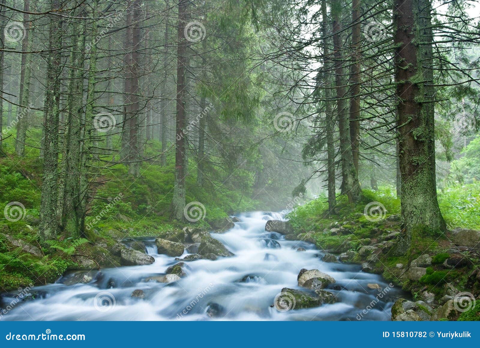 River Flow in a Misty Forest Stock Photo - Image of outdoor, speed ...