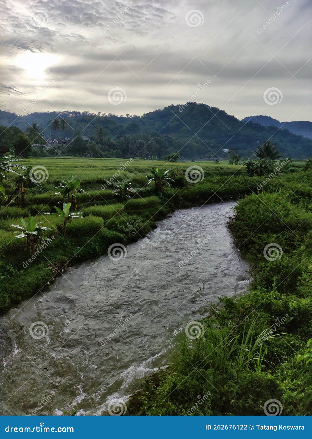 River Flow between Paddy Field Stock Photo - Image of hill, valley ...