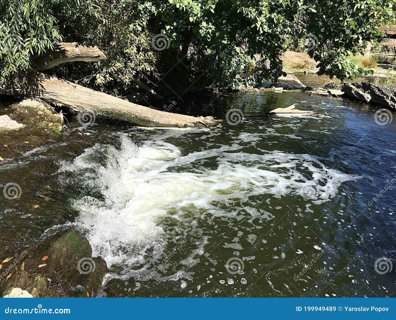 River Flow. Reflection of Trees in the Water. Summer Green Forest Stock ...