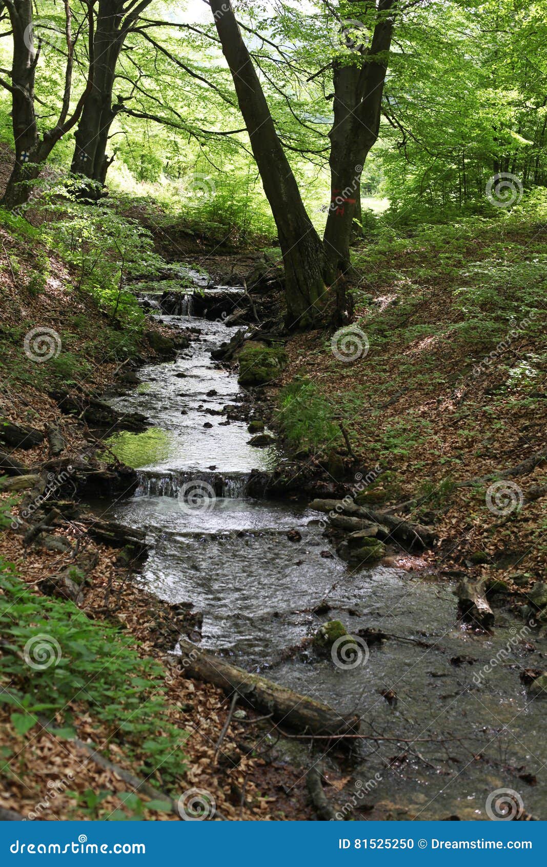 River Flow in Spring Mountains Landscape Stock Photo - Image of rocks ...