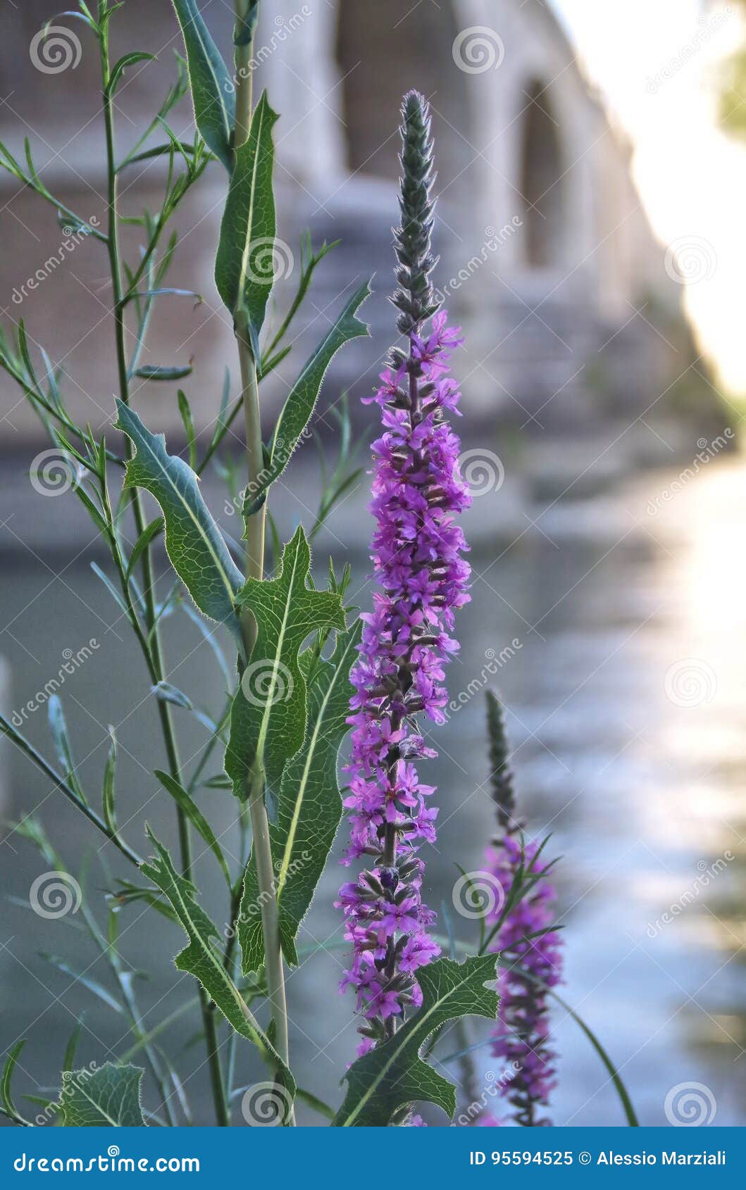 River flower stock image. Image of nature, closeup, violet - 95594525