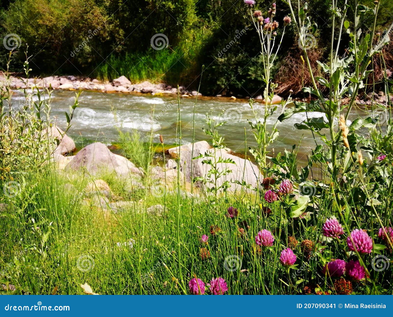 River and flowers stock image. Image of wildflower, garden - 207090341