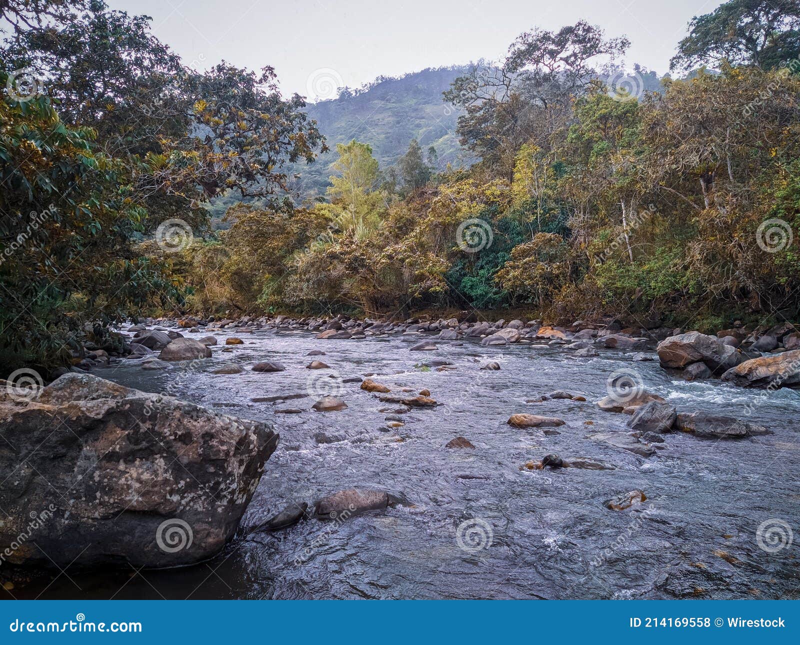 River Flowing Amid Colorful Trees in the Background of Mountain Forests ...