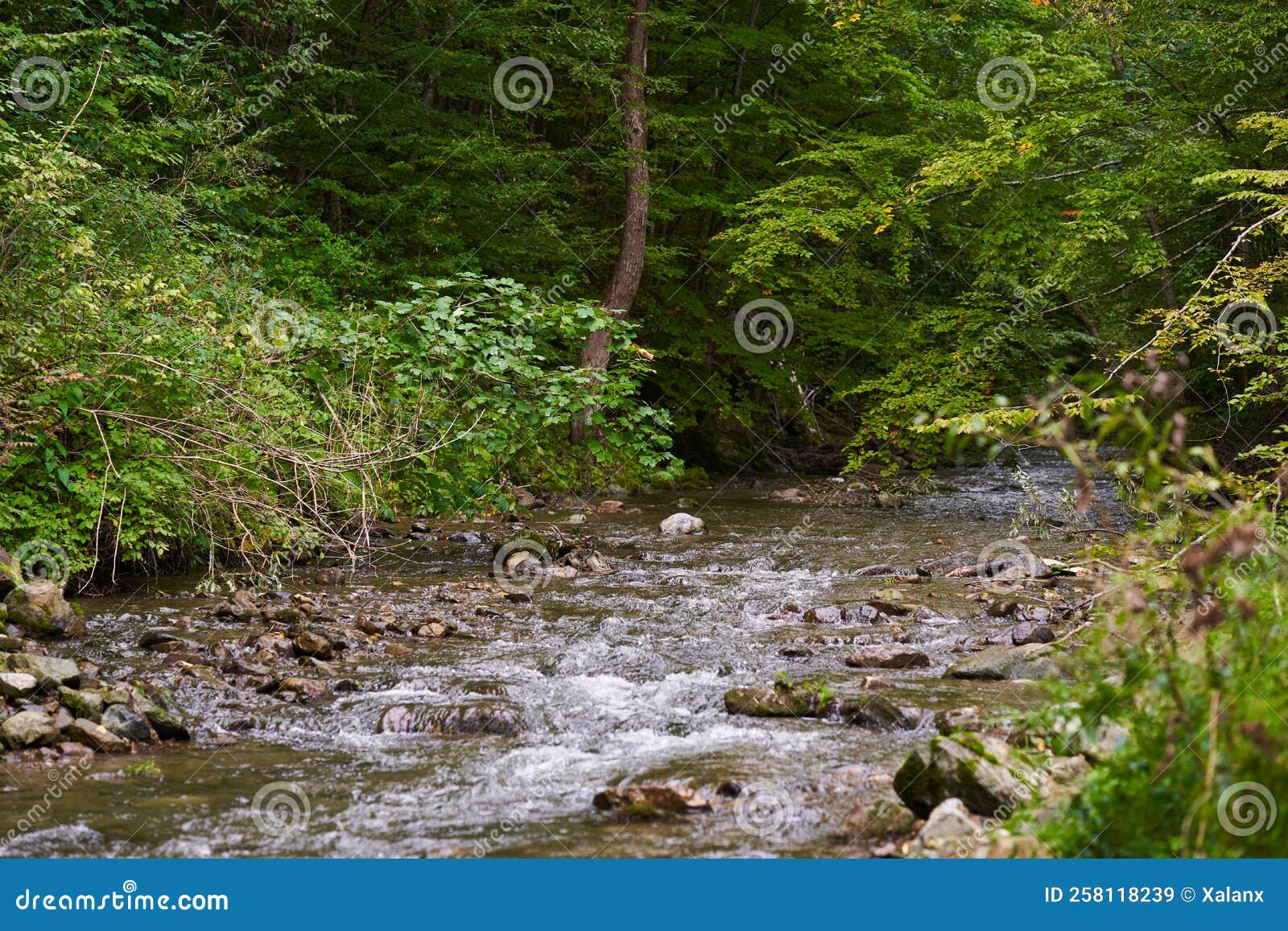 River through the forest stock image. Image of highland - 258118239