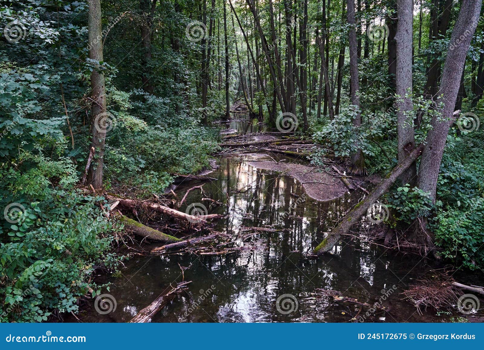 A River Flowing through a Dense, Deciduous Forest Stock Image - Image ...