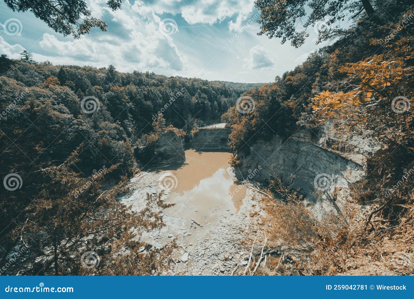 River Flowing in a Dense Forest on a Sunny Day Stock Image - Image of ...