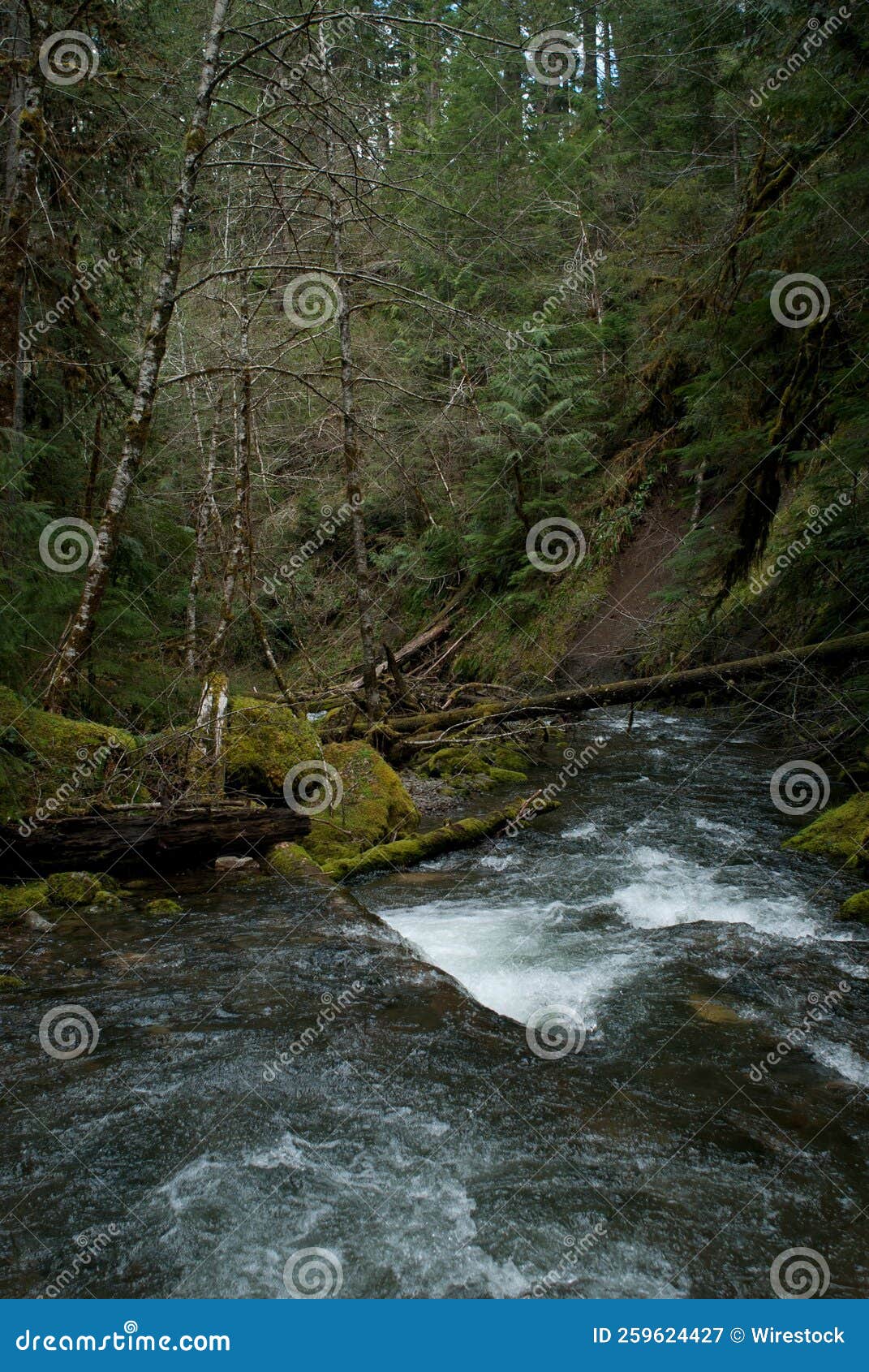 River Flowing Downstream in a Forest Stock Image - Image of mountain ...