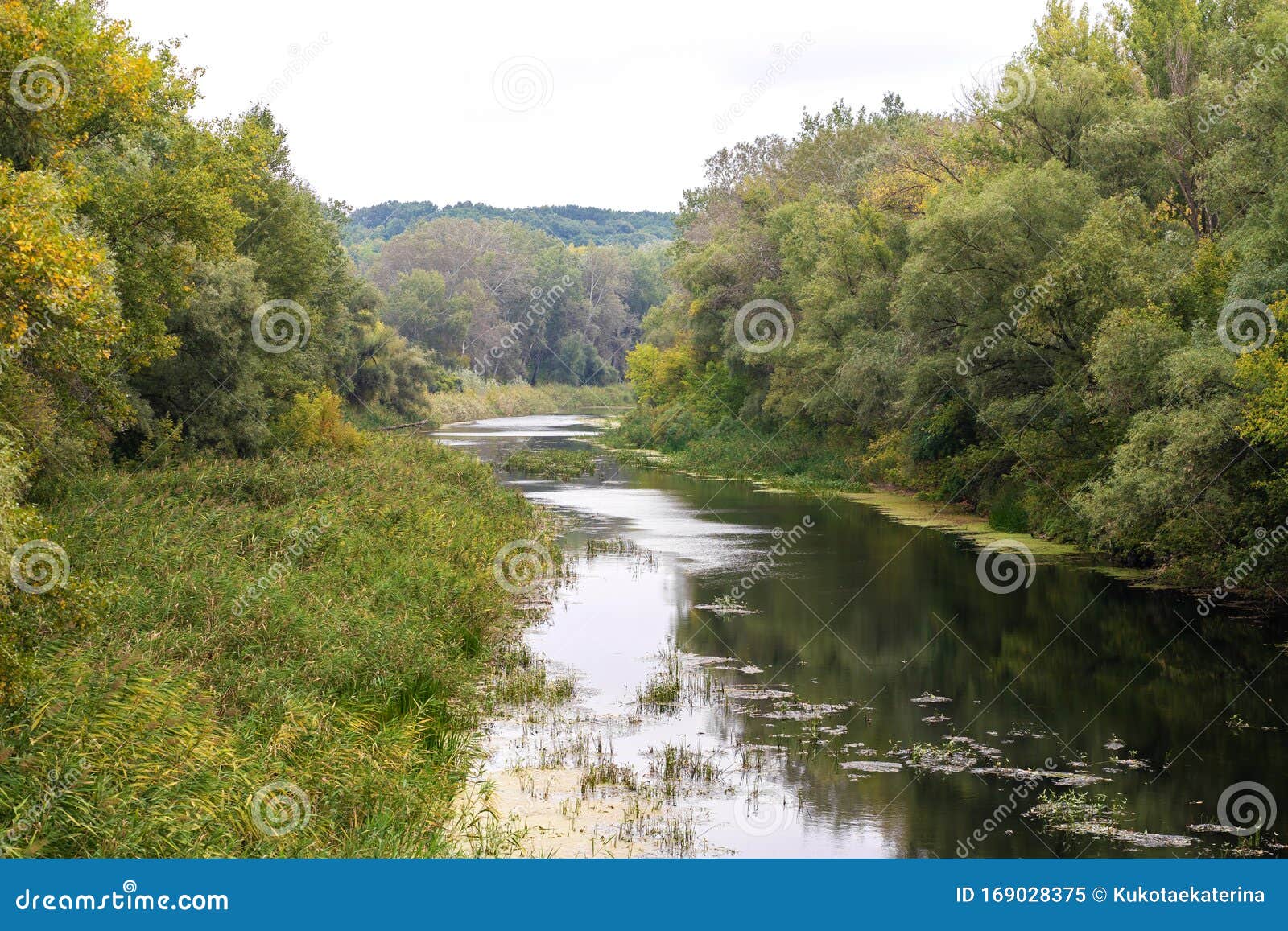 River Flowing in the Forest Stock Image - Image of hill, scenery: 169028375