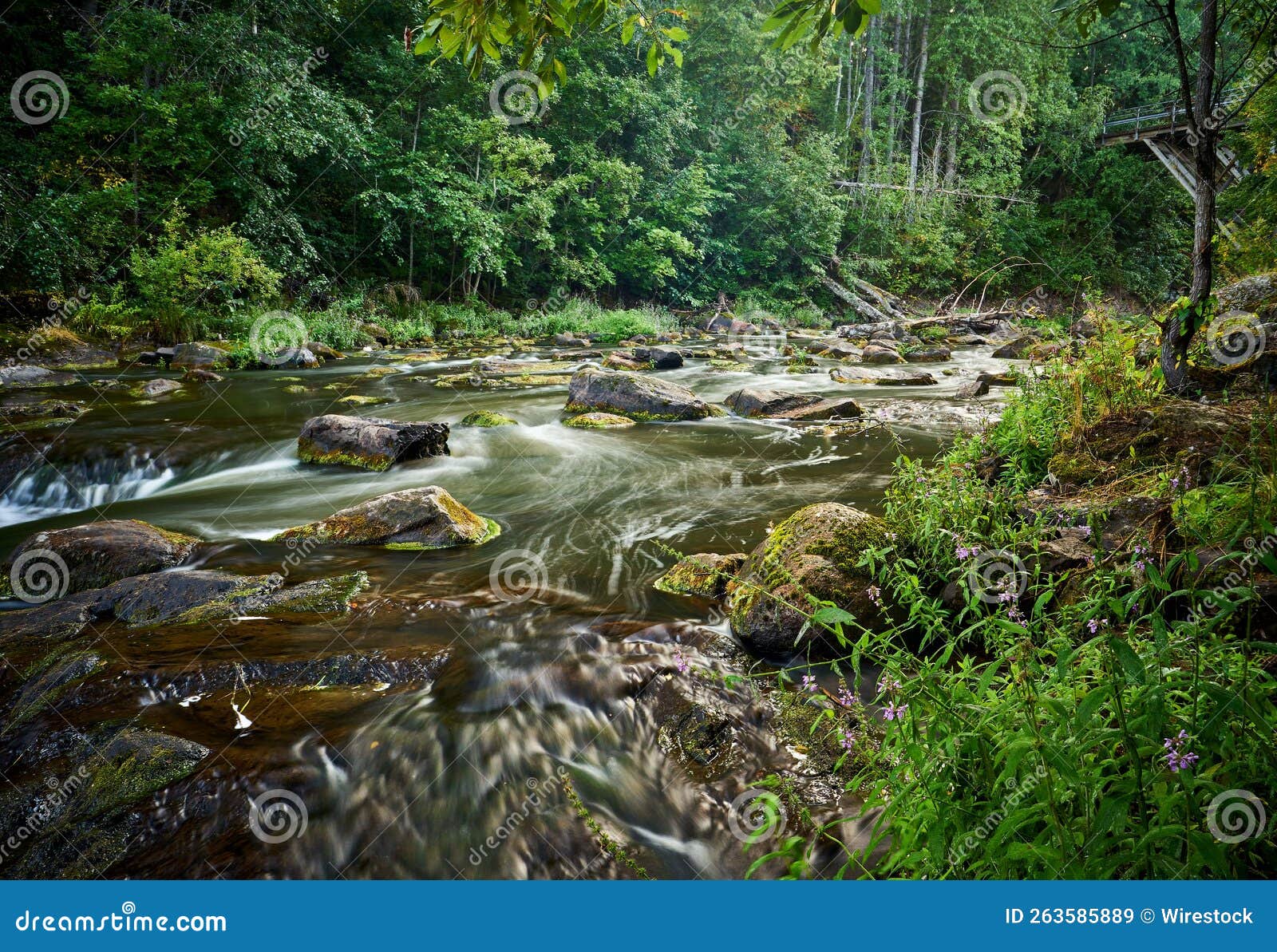 River Flowing through a Forest Stock Image - Image of lake, forest ...