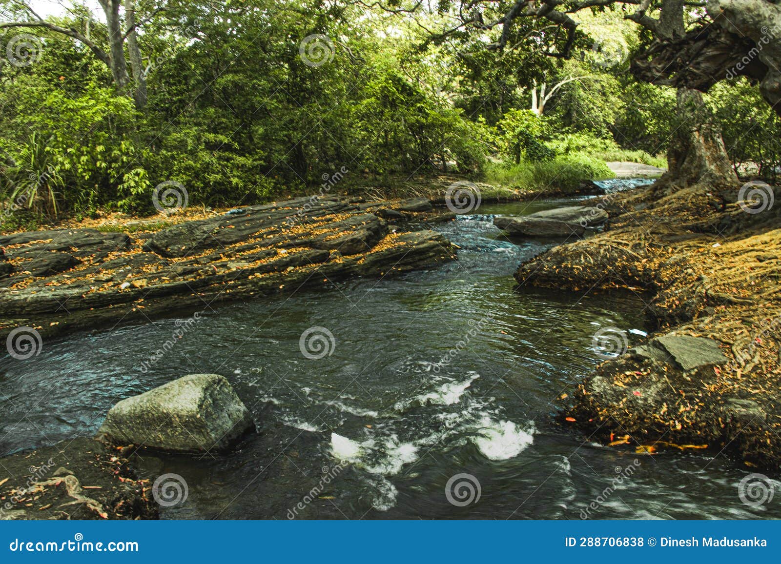 Stream in the Forest. Natural Landscape. River in the Forest. Stock ...