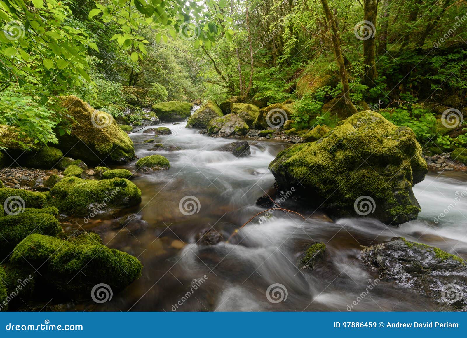 River Flowing through a Forest Stock Image - Image of landscape, season ...