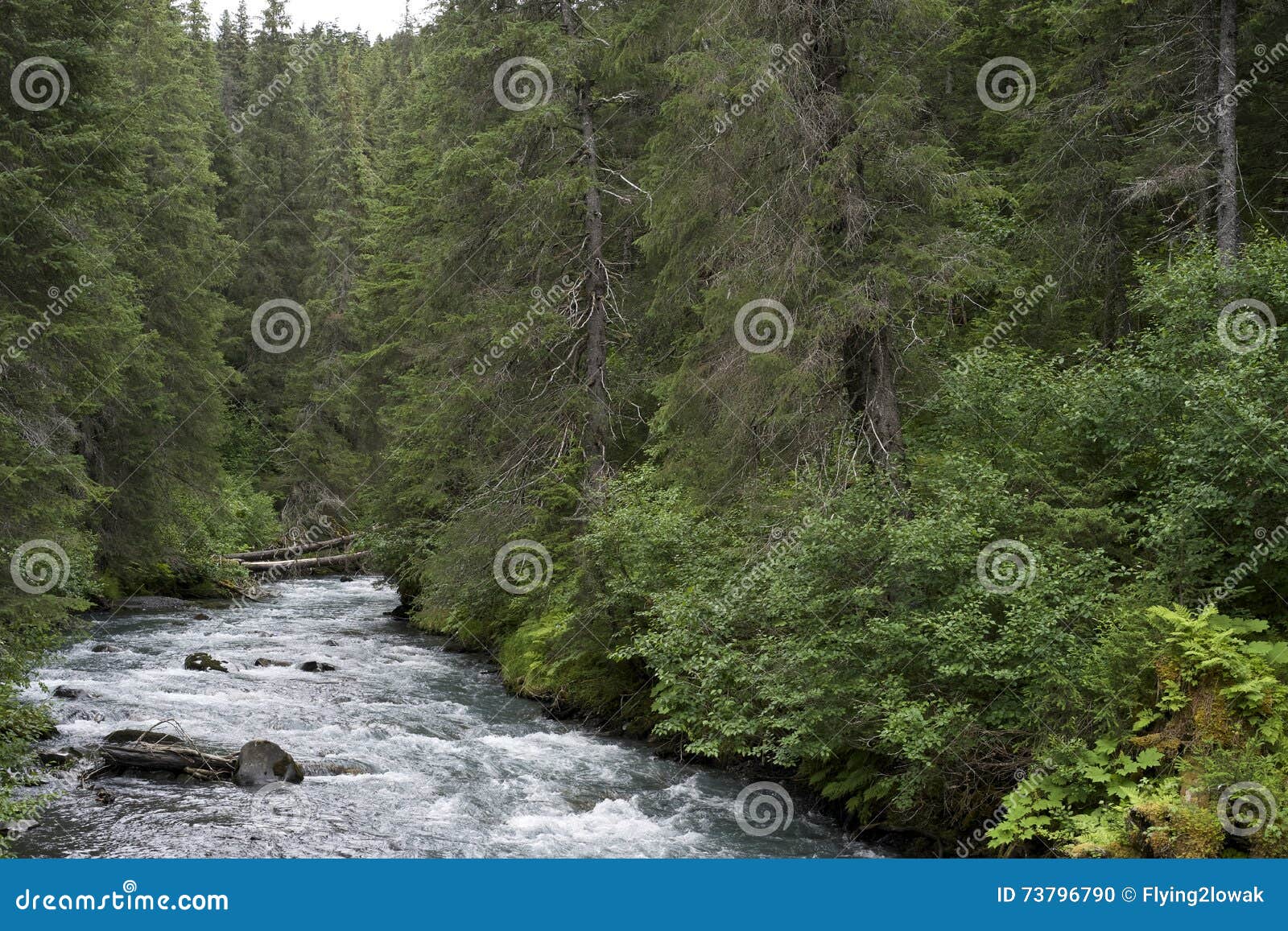 River Flowing through a Forest. Stock Photo - Image of trees, path ...