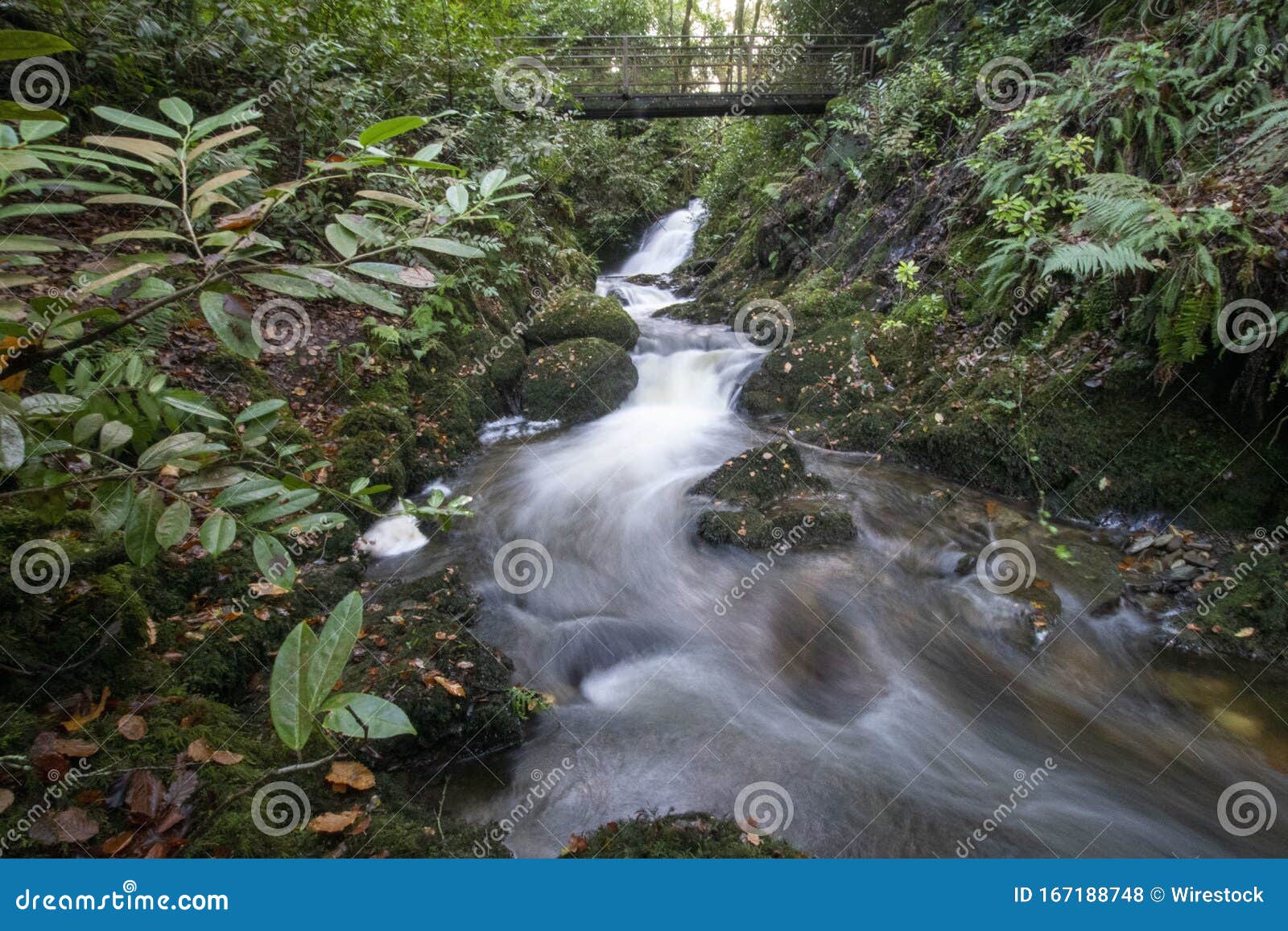 River Flowing in a Forest Surrounded by Greenery and Flowers with a ...