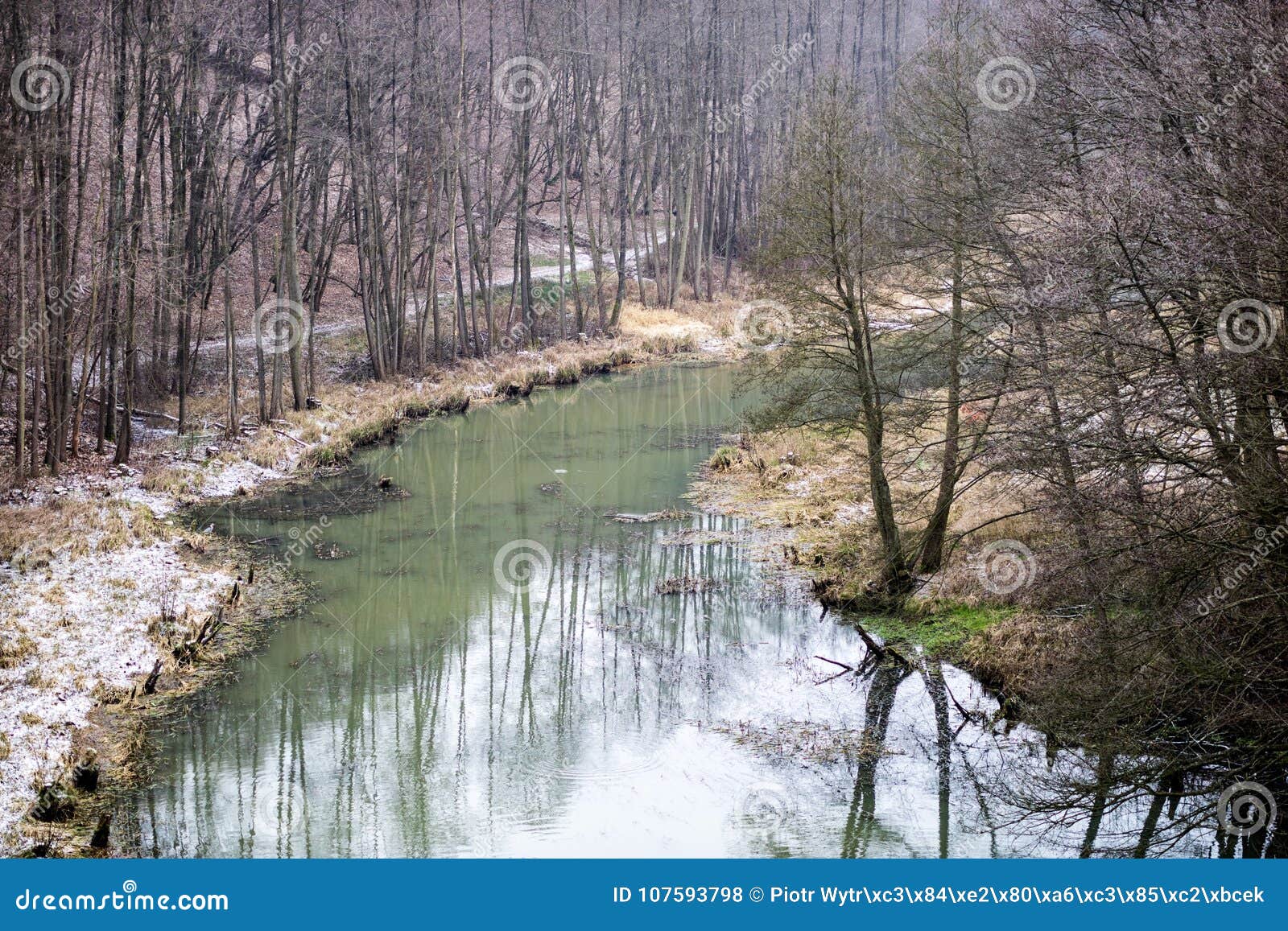 River Flowing among the Forest. River, Trees and Forest in Winte Stock ...