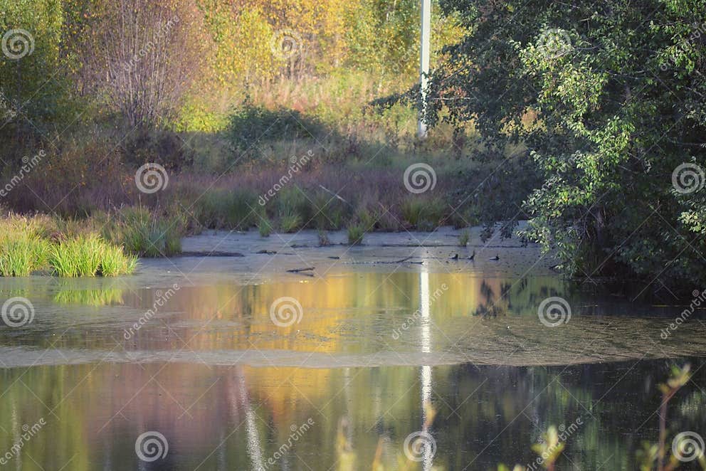 River Flowing in the Middle of Trees and Plants Stock Photo - Image of ...