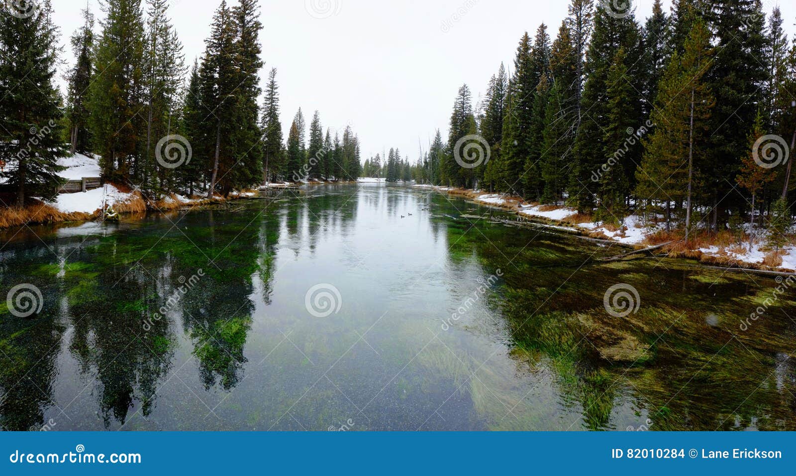 River Flowing Past Forest of Pine Trees in Winter Stock Photo - Image ...