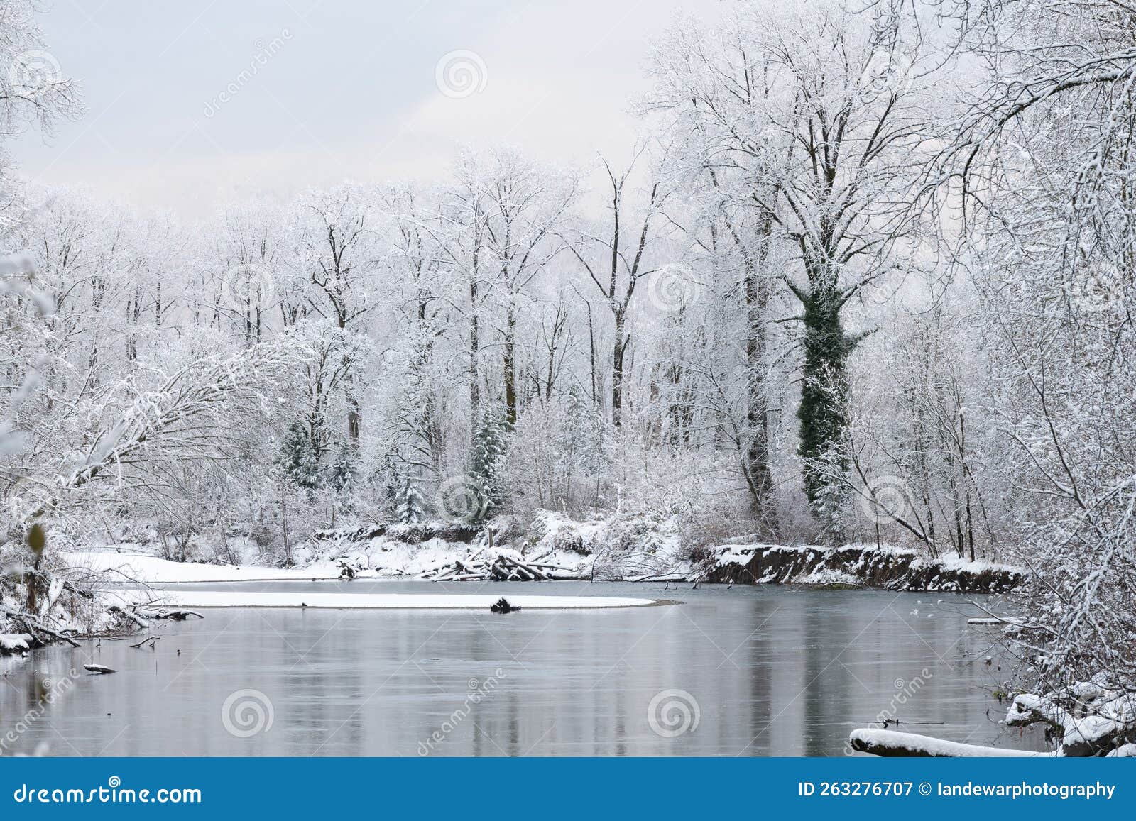 River Flowing Past Fresh Snow Fall in Winter on Trees Stock Image ...