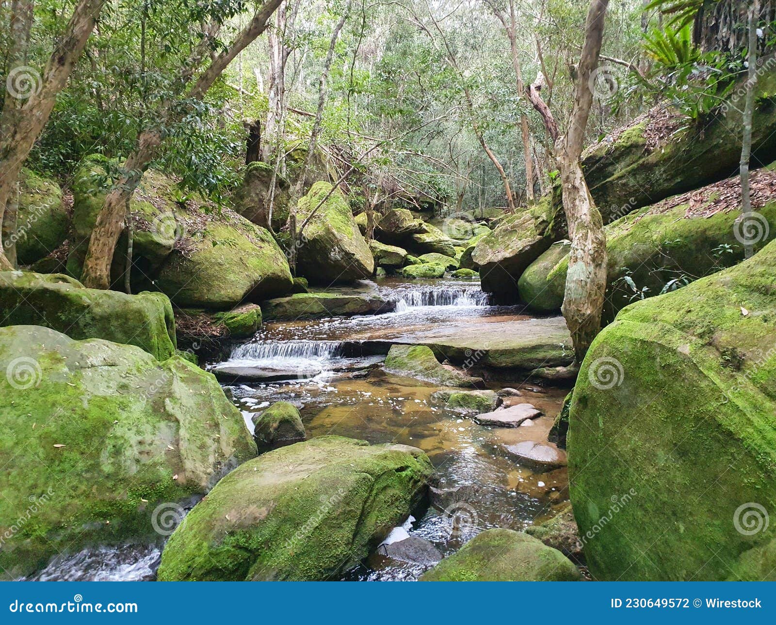 River Flowing on Rocks Covered with Moss in the Forest Stock Photo ...