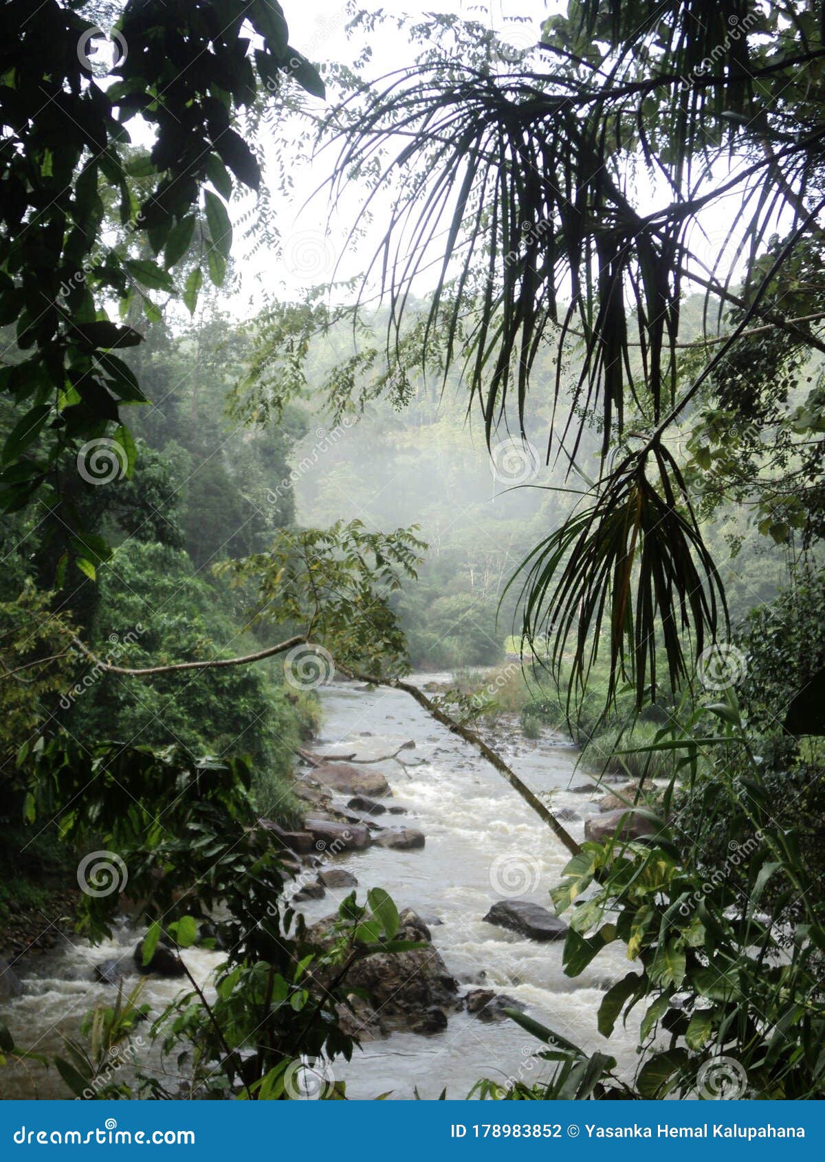 A River Flowing through the Sinharaja Forest. Stock Photo - Image of ...