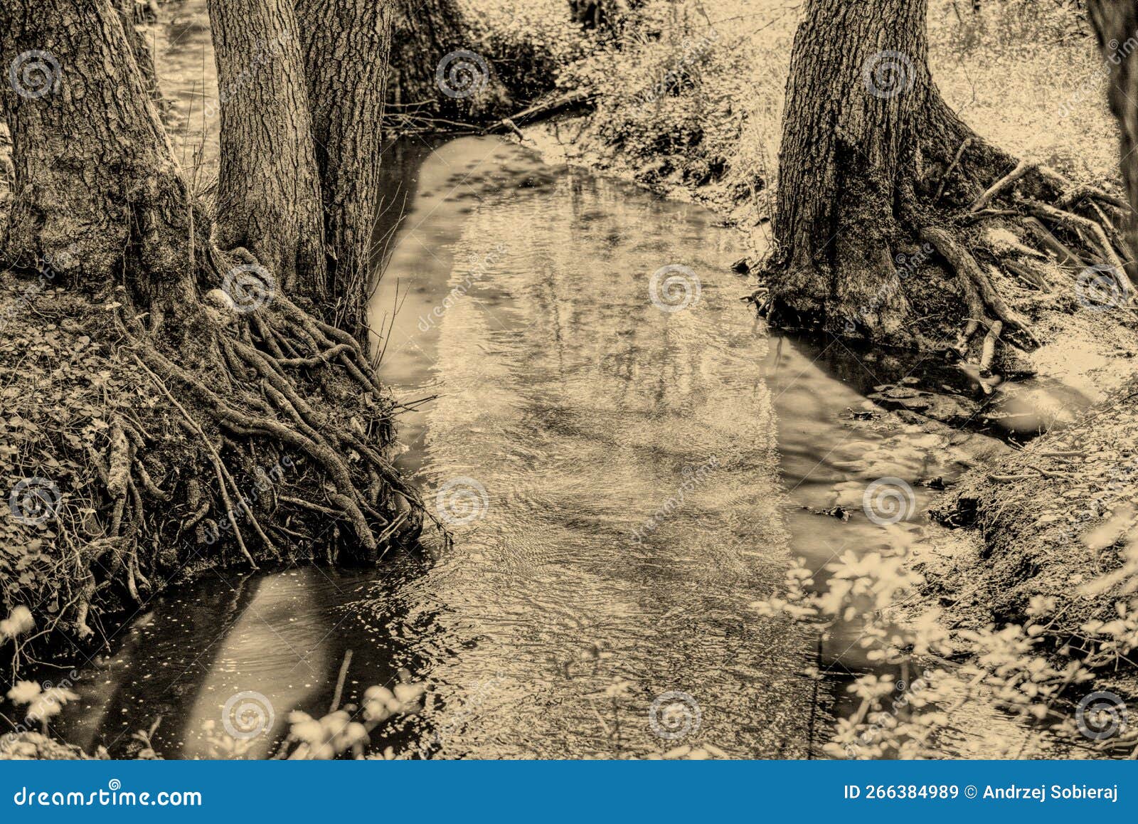 River Flowing through a Suburban Forest Stock Image - Image of nature ...
