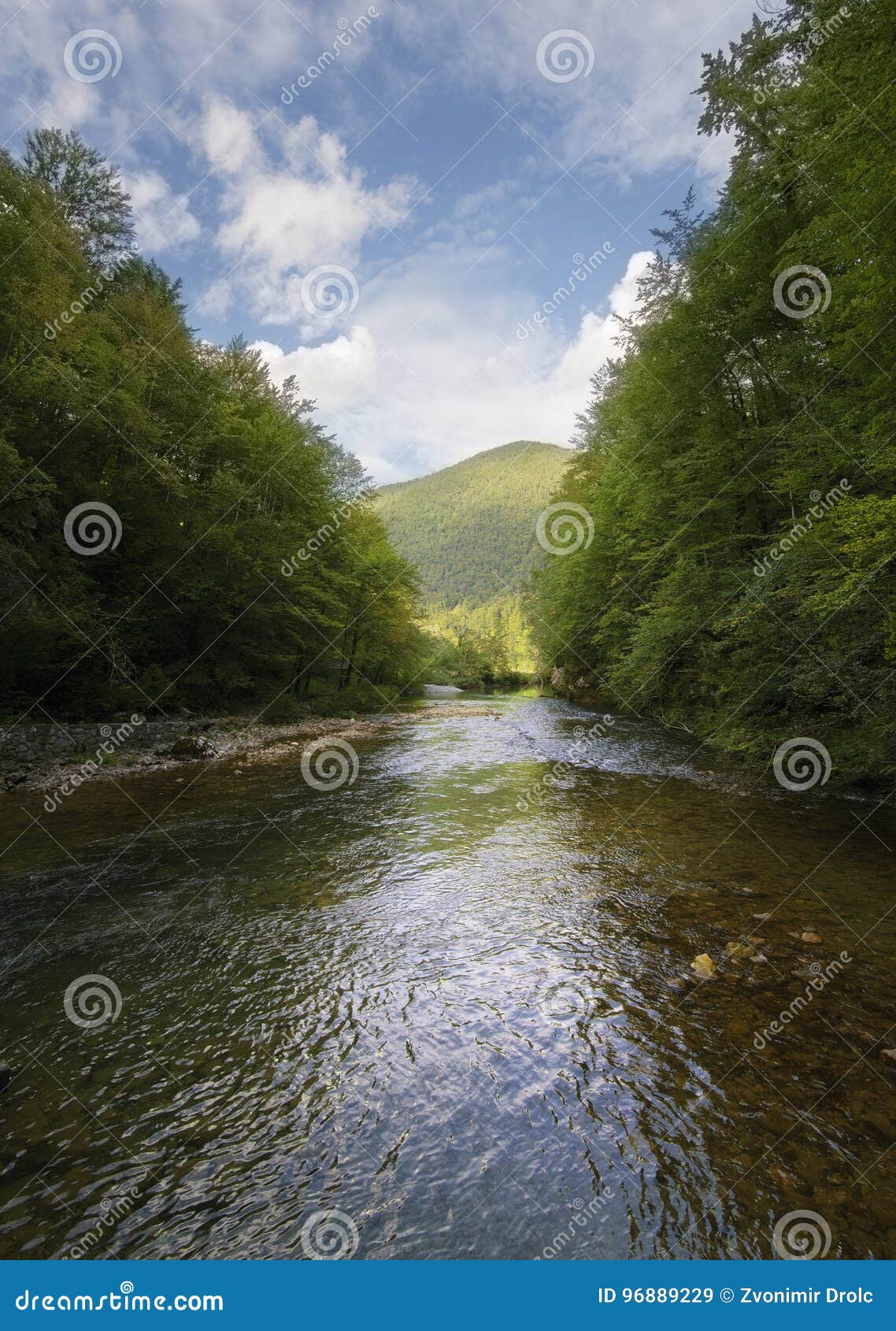 River Flowing Trough the Forest Stock Image - Image of background ...