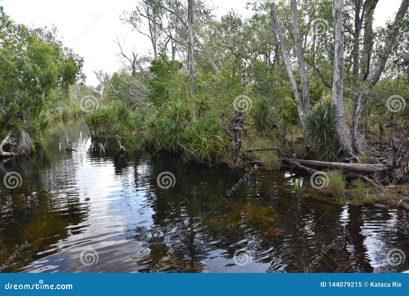 River Flows through the Bush in Nitmiluk National Park Stock Image ...