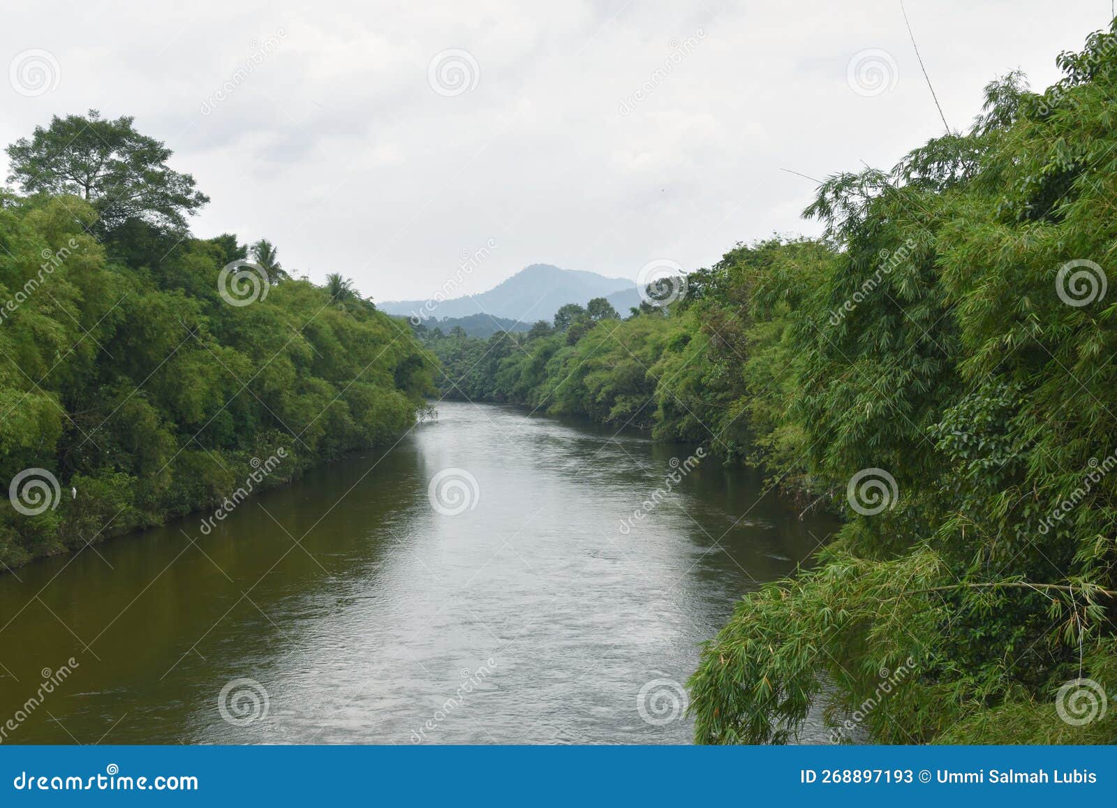 River Flows through the Bushes Forest Stock Image - Image of forest ...